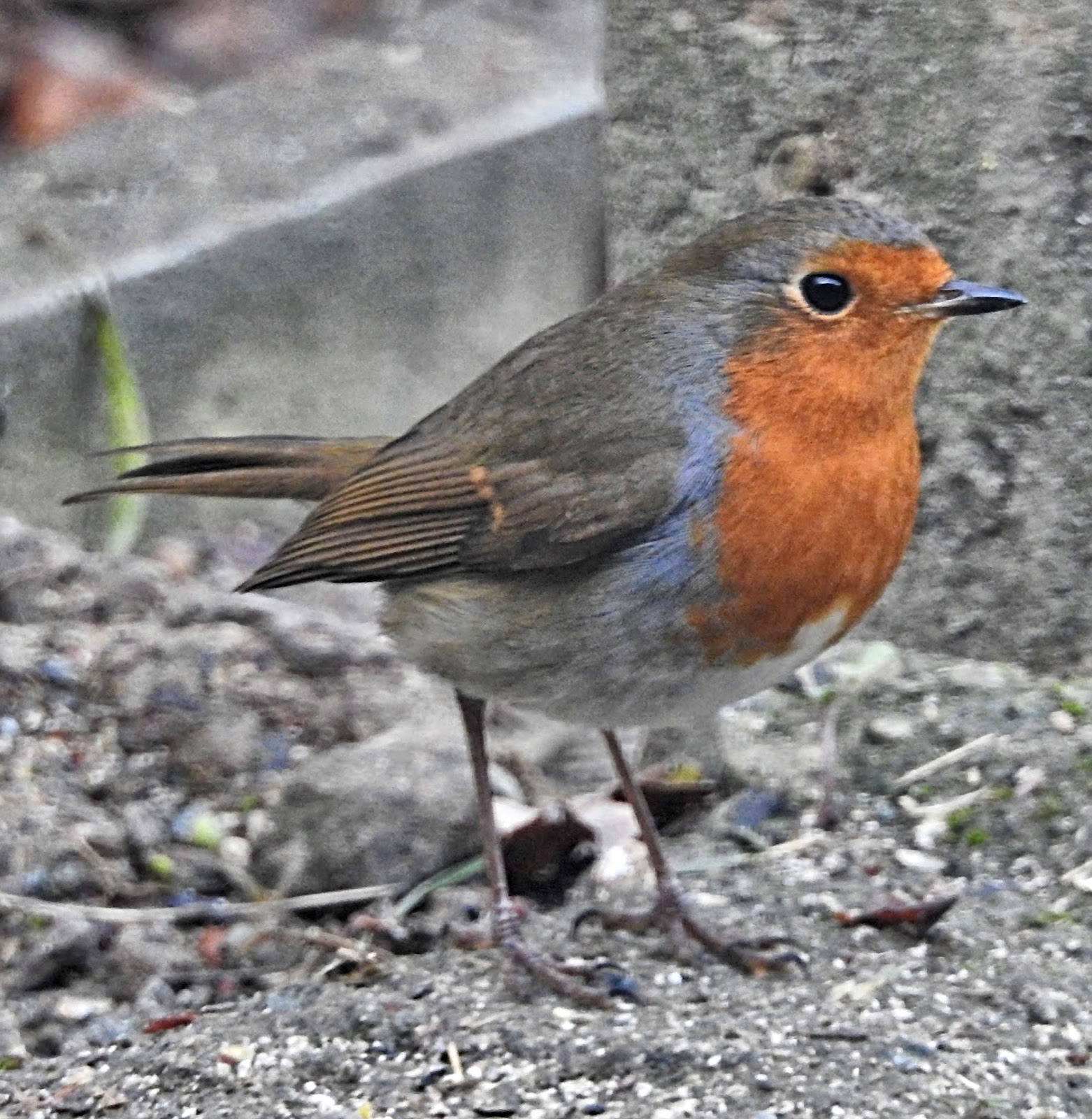 BIRDWALKERMONDAY: EUROPEAN ROBIN (Erithacus rubecula)