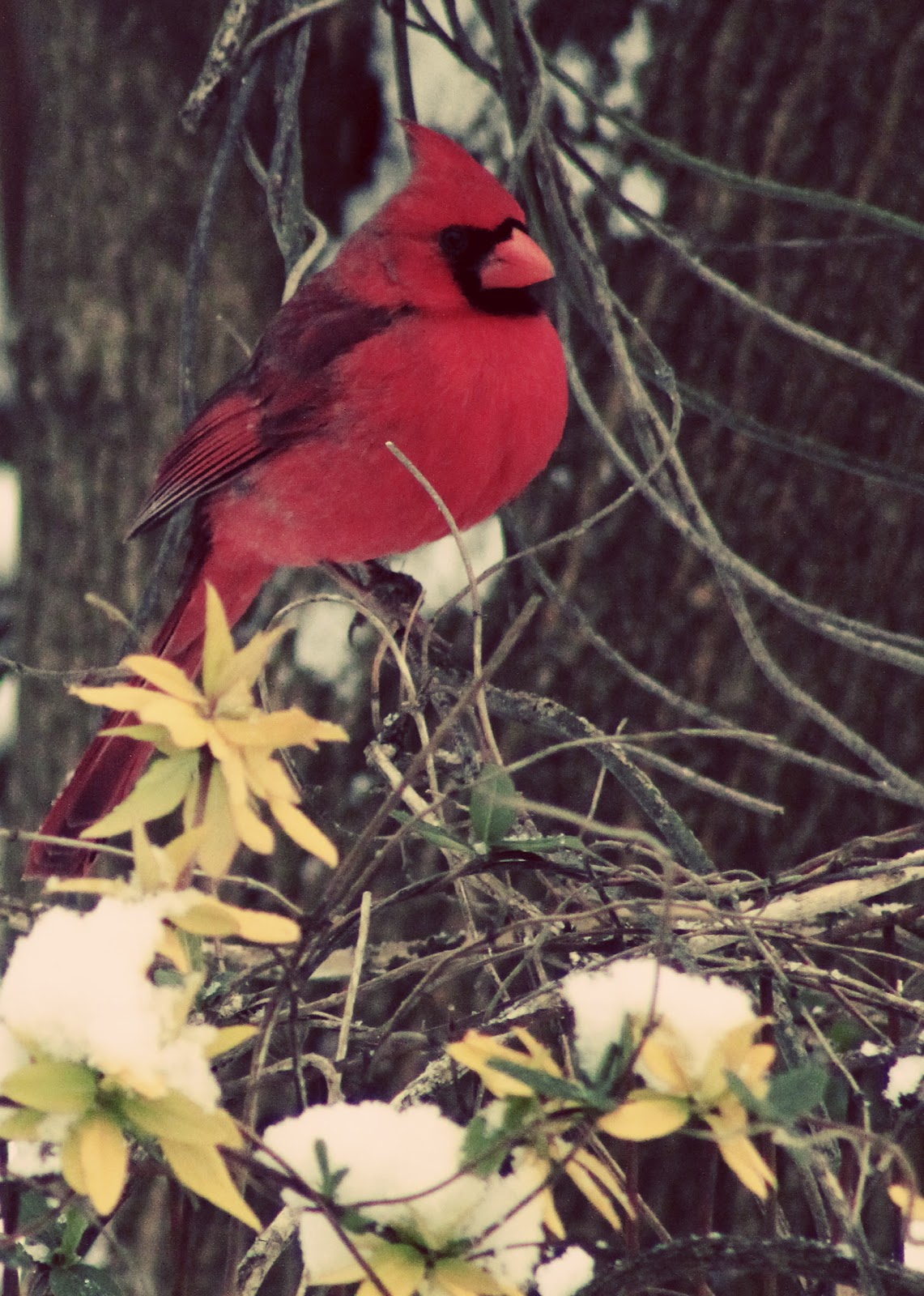 Ponderings of an Elect Exile: focused on Glory...Birds in the Snow