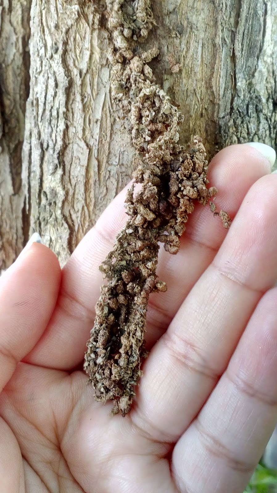 Mango Stem Borer and it’s Management