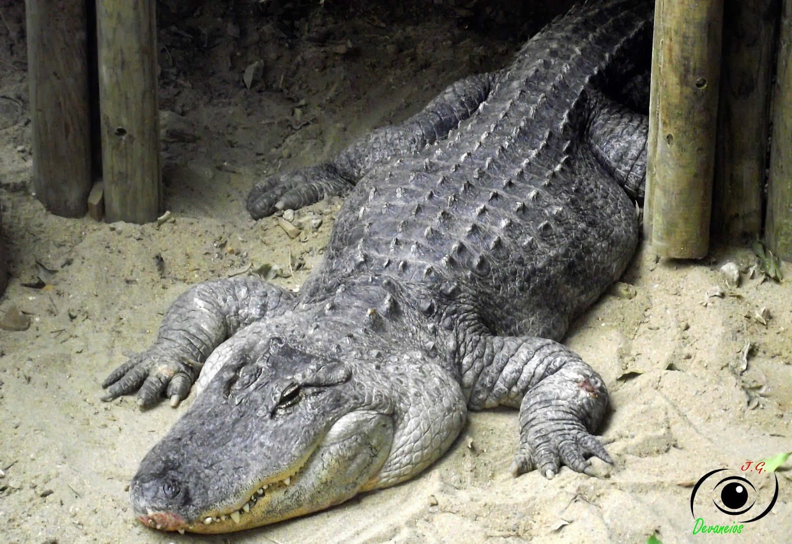 Os Rikinhus: Crocodylia