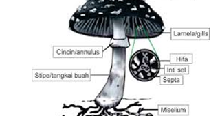 Klasifikasi jamur: Divisi Basidiomycota - BELAJAR BIOLOGI