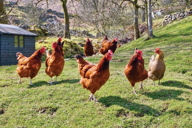 Chicken | The Biggest Animals Kingdom