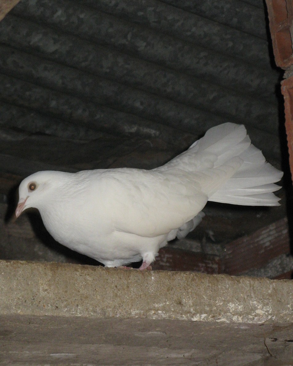 Pássaros do Telmo: Pomba de Leque