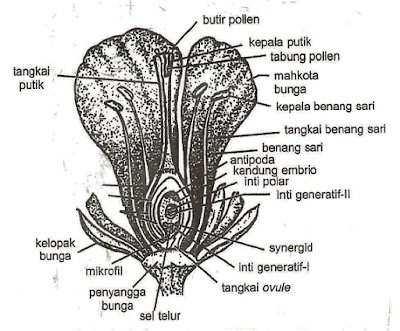 Organ Tumbuhan (Struktur Bunga) - Biologisites