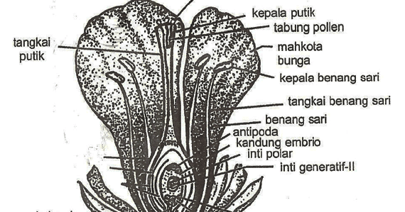 Organ Tumbuhan (Struktur Bunga) - Biologisites