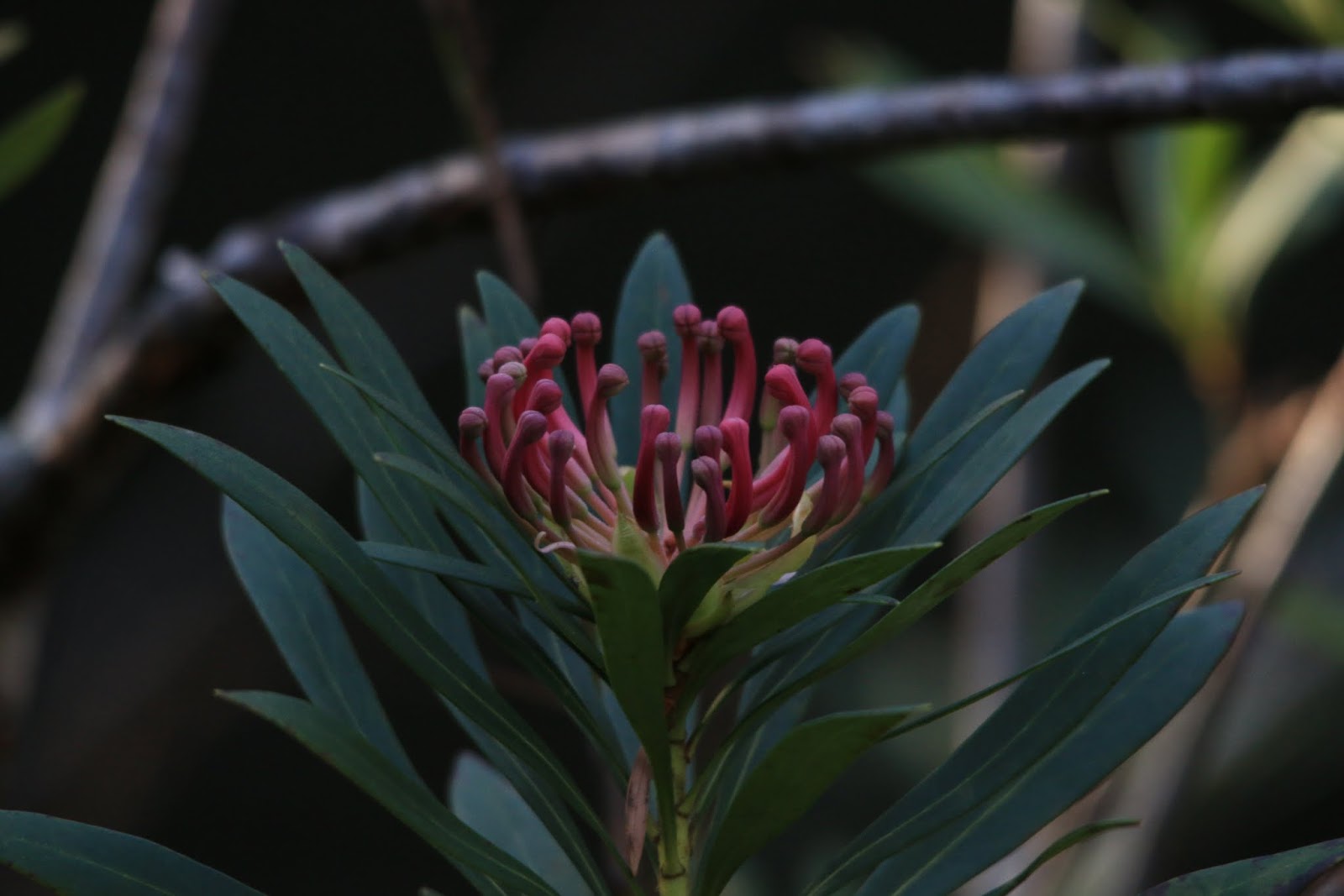 its just my life: Monga Waratah