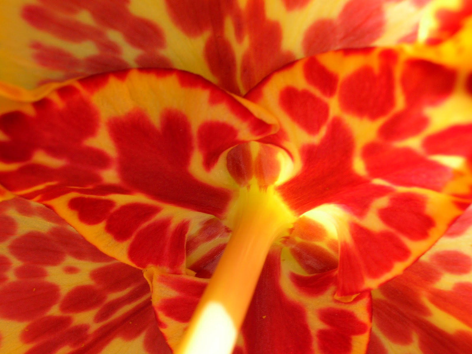 The Bulbous Belly Border 1) Cacomitl - The Flecked and Feline Flower