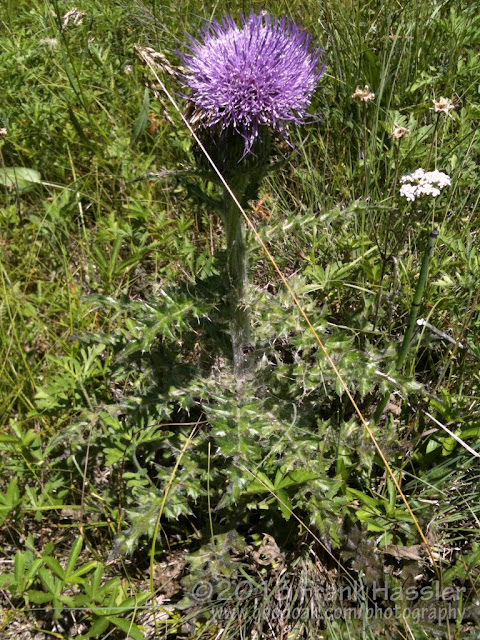 Good Oak News: Native Thistles: Pillars of the (Natural) Community