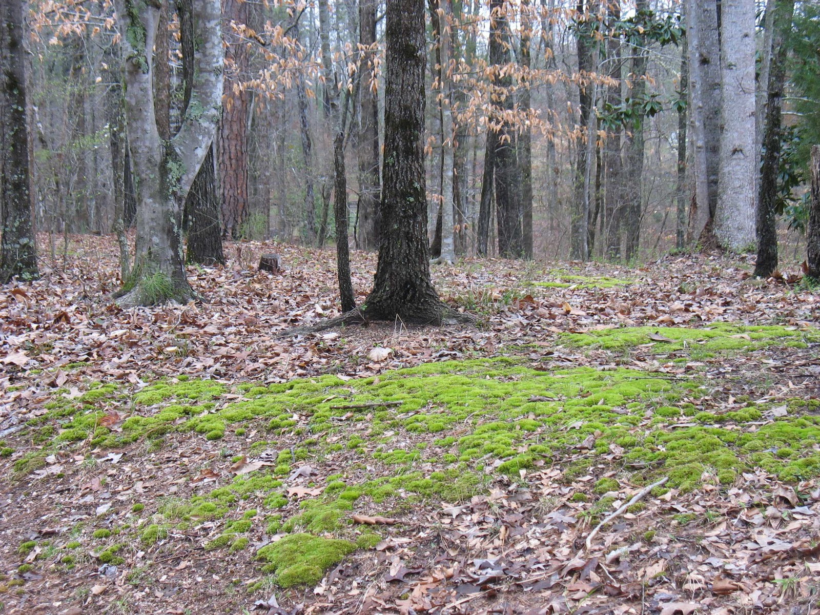 Using Georgia Native Plants: Make the Most of Your Yard