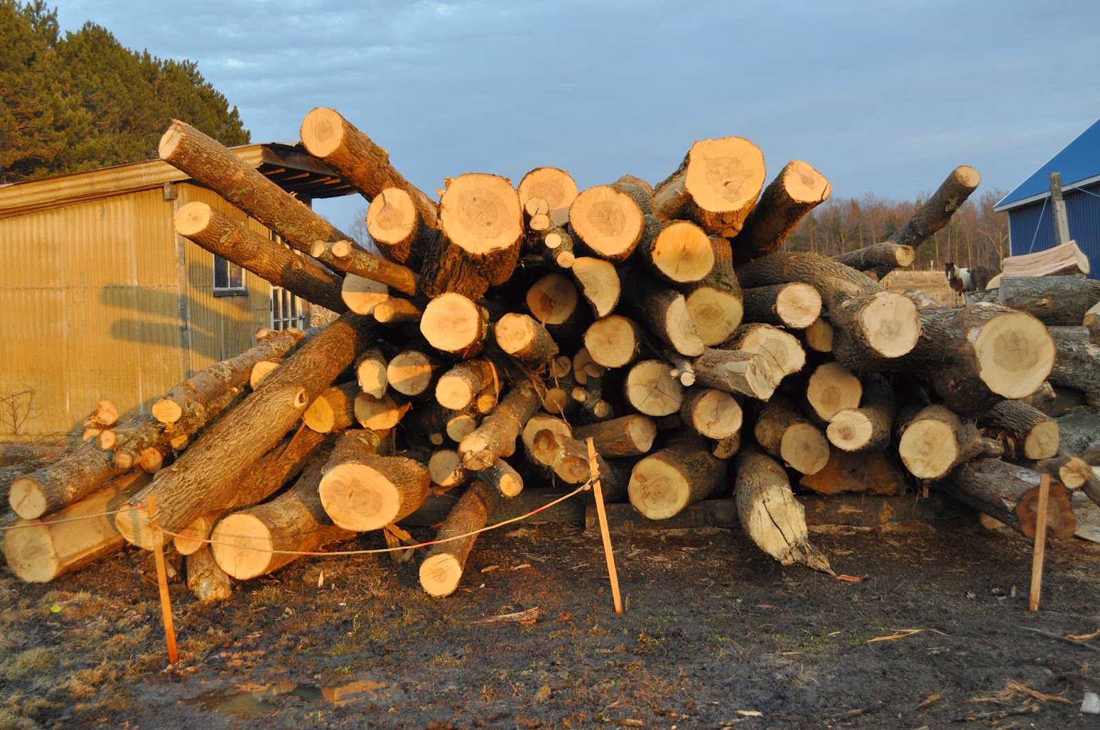 South View Farm and Weaving: Wood Lot