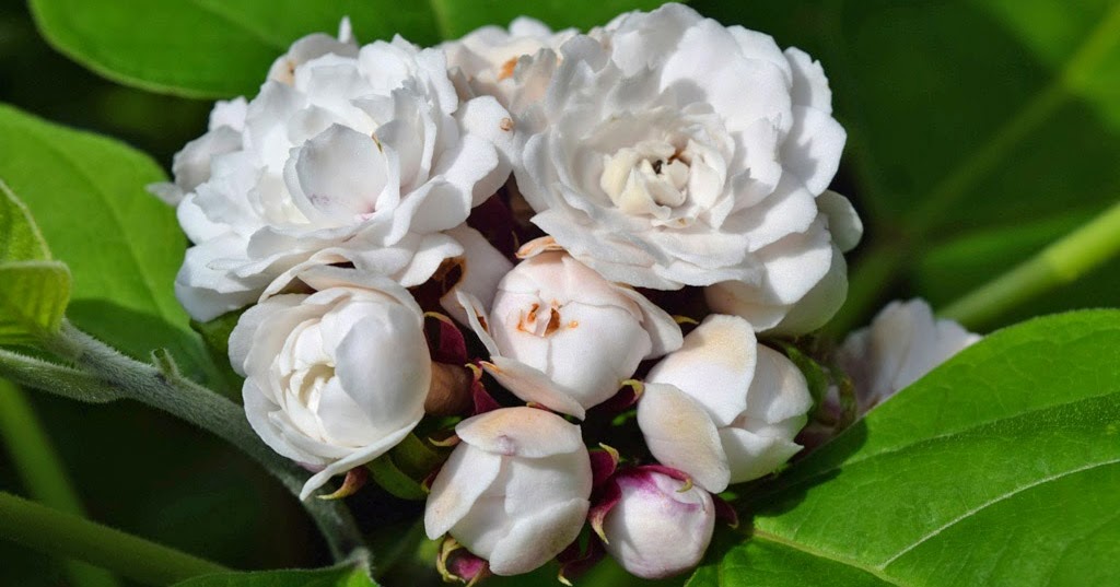MARIETTE'S BACK TO BASICS: {Clerodendrum Philippinum - Cashmere Bouquet}