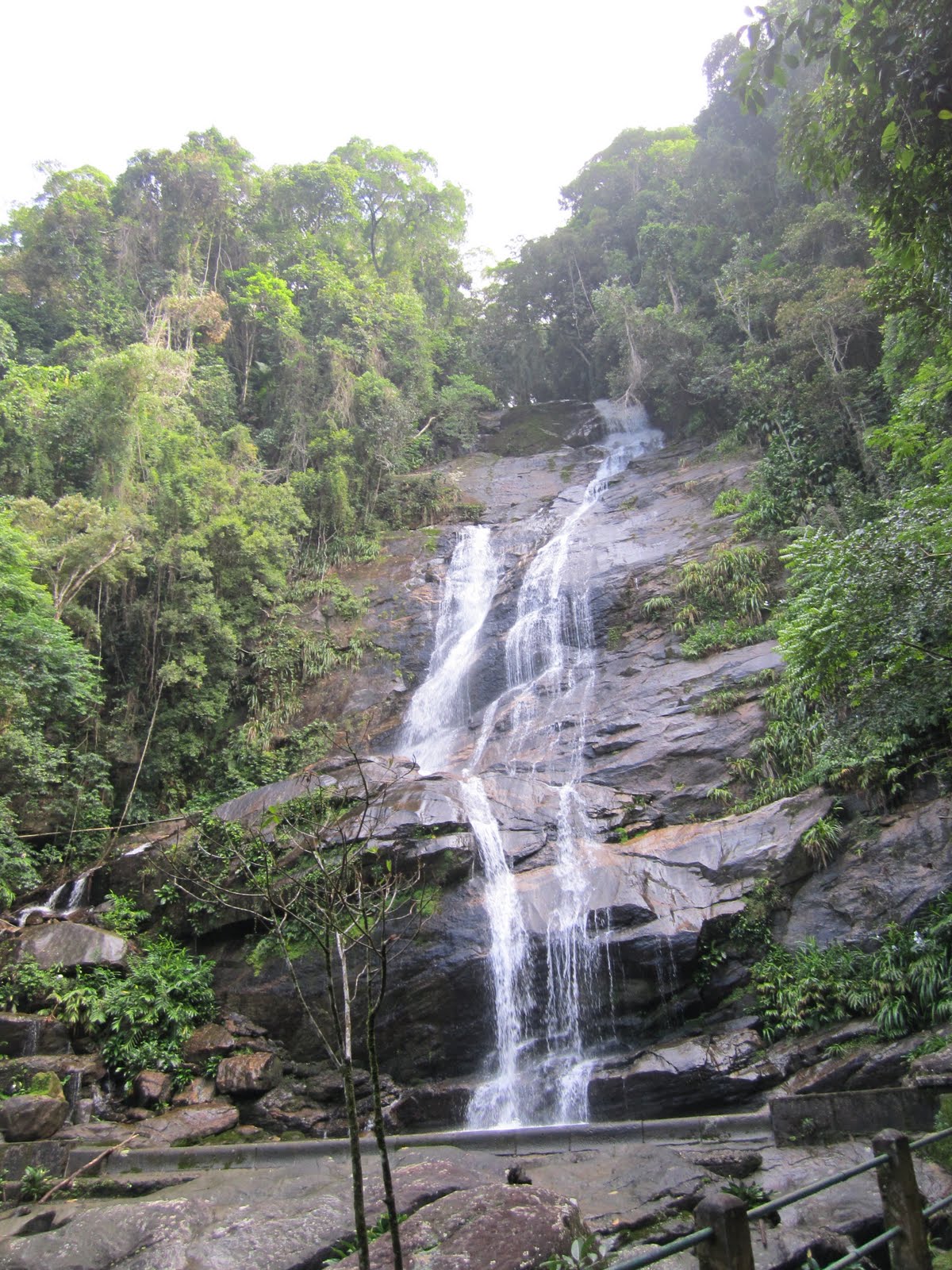 VISIT RIO DE JANEIRO: Tijuca's Forest: The largest urban forest in the ...