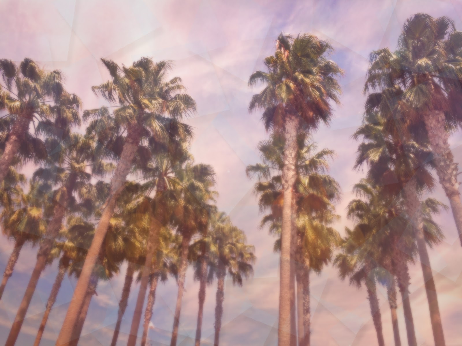 Aqua and Coral Imagery: Pastel Pink Palm Trees: The Diamond Effect