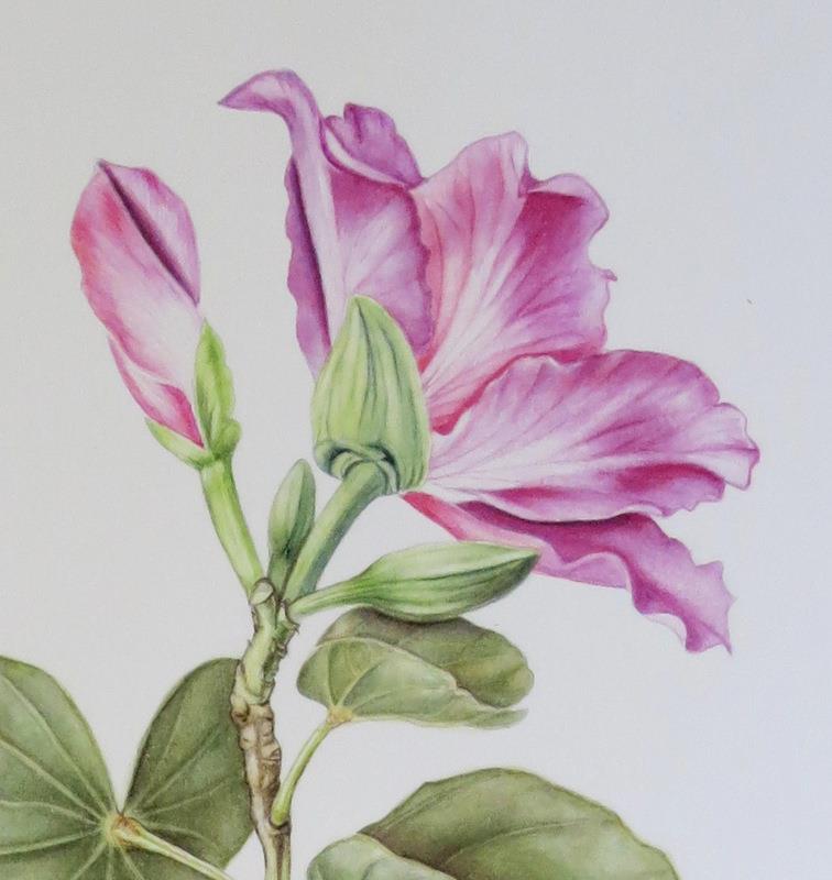 Vicki Lee Johnston - Botanical Art: Natural Diversity ...
