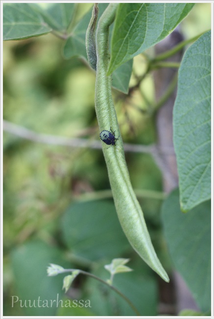 Puutarhassa: Ruusupapu