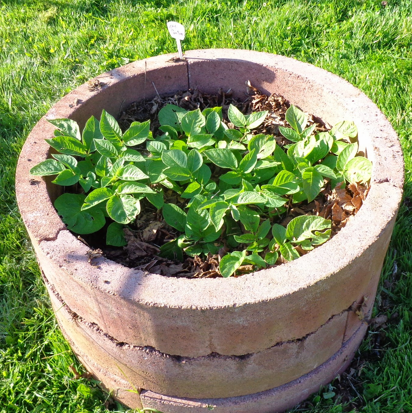 Daniel's Pacific NW Garden: Potatoes 5.11.14