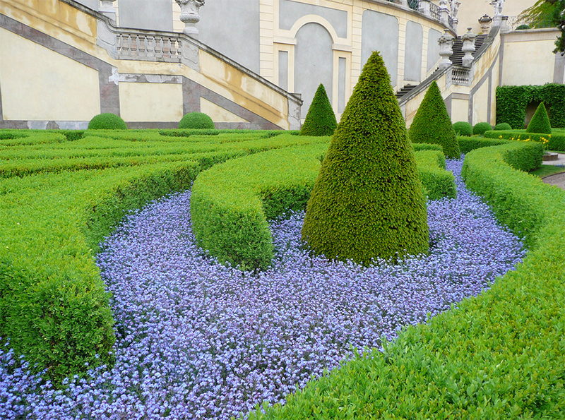 Buxus sempervirens «boj» - Id Plantae