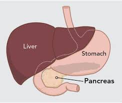 faudzil.blogspot.com: PANCREAS - Function, Location & Diseases