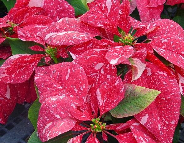 Cactus Hill Adventures: Poinsettia Flowers