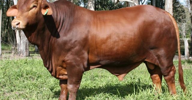 SAPI LIMOUSIN