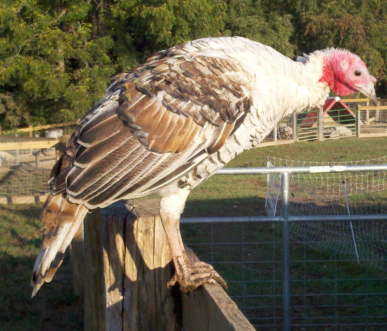 A Couple of Farmers At Maple Lawn Farm: Turkey Talk