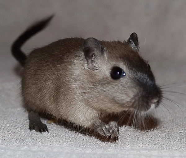 All aBoUt GerBiLs