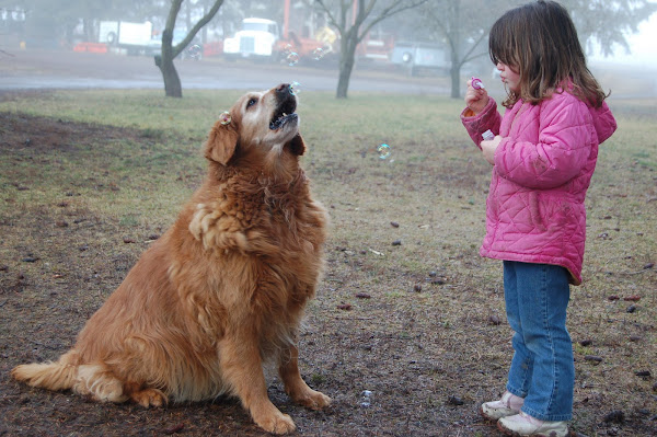Fish Hill Golden Retrievers