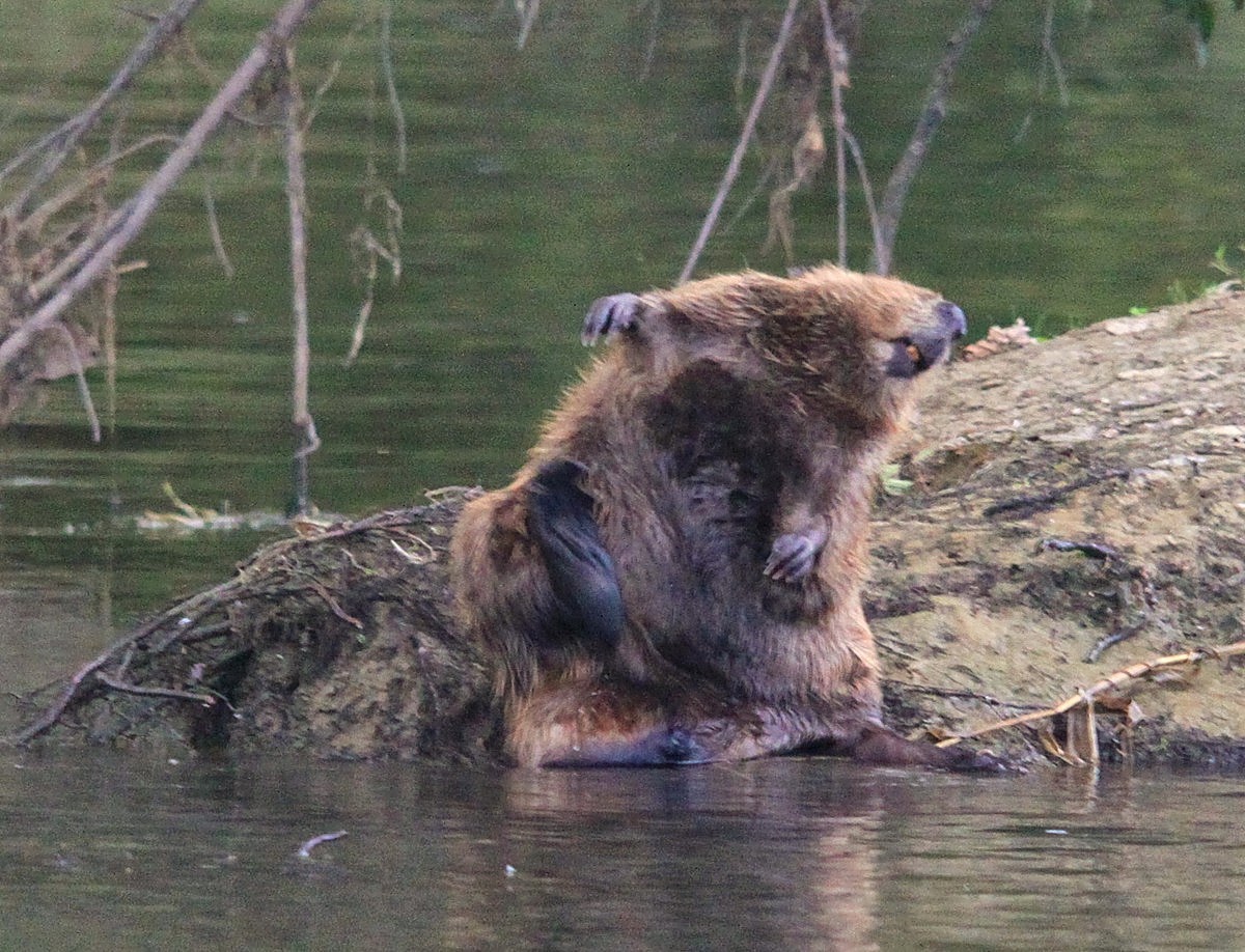 Gary's Outdoor Wanderings2: MORE UNUSUAL BEAVER PICS