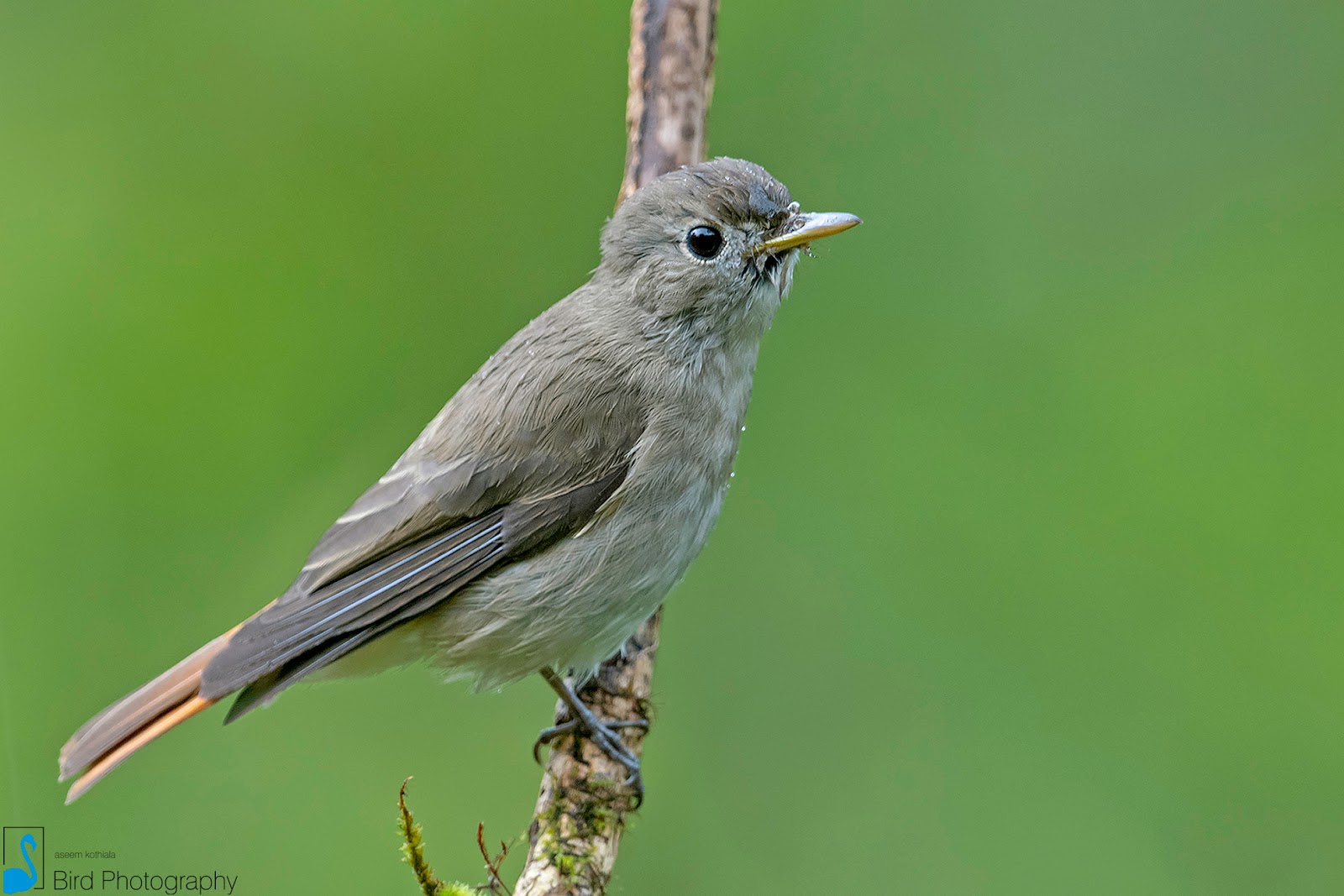 Birding in Thattekad Bird Sanctuary - Western Ghats ~ Happy's Click