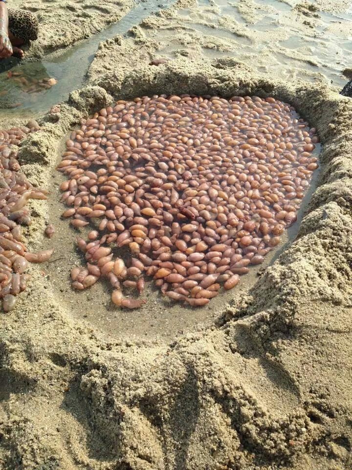 Kerabu 'bronok', hidangan wajib jika ke Langkawi