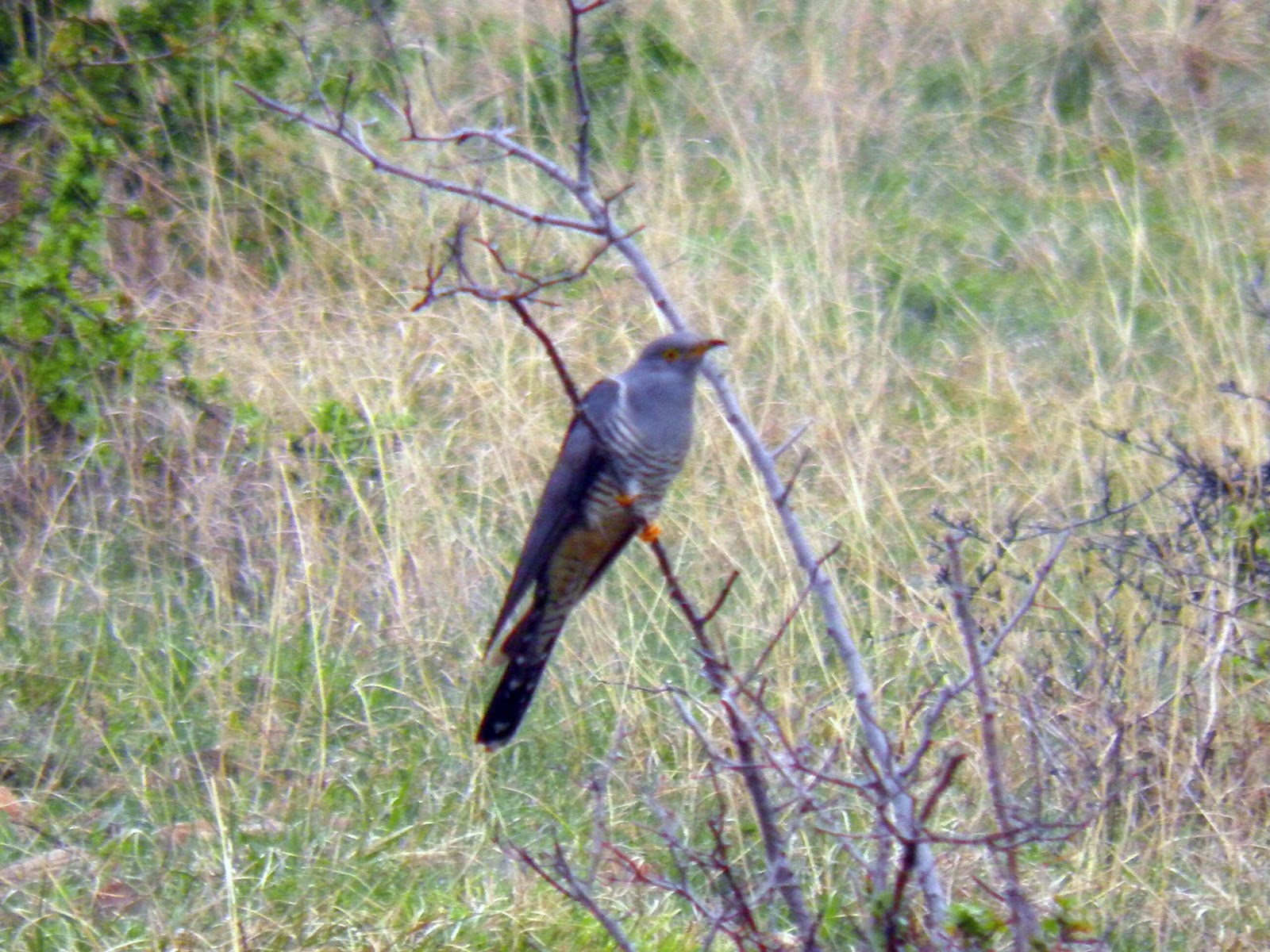 PASARI DIN ROMANIA: CUCUL (1), Cuculus canorus