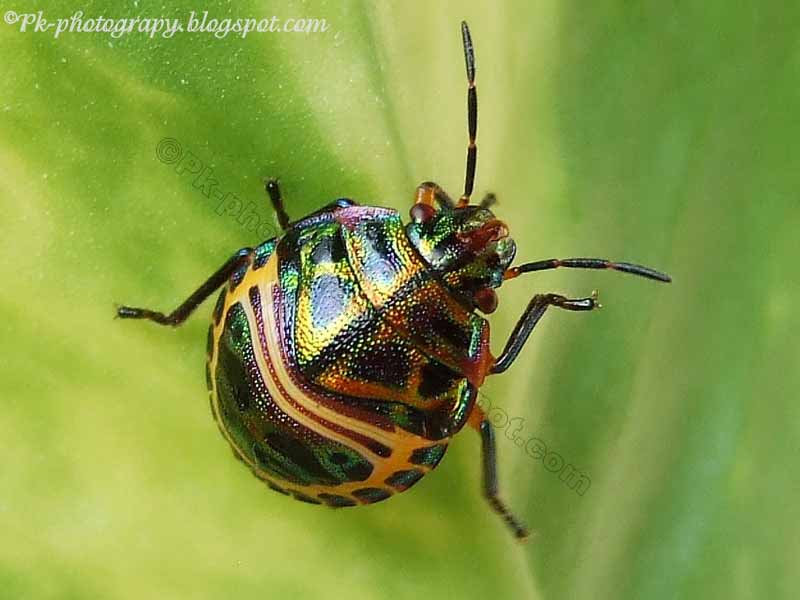 Rainbow Shield Bug | Nature, Cultural, and Travel Photography Blog