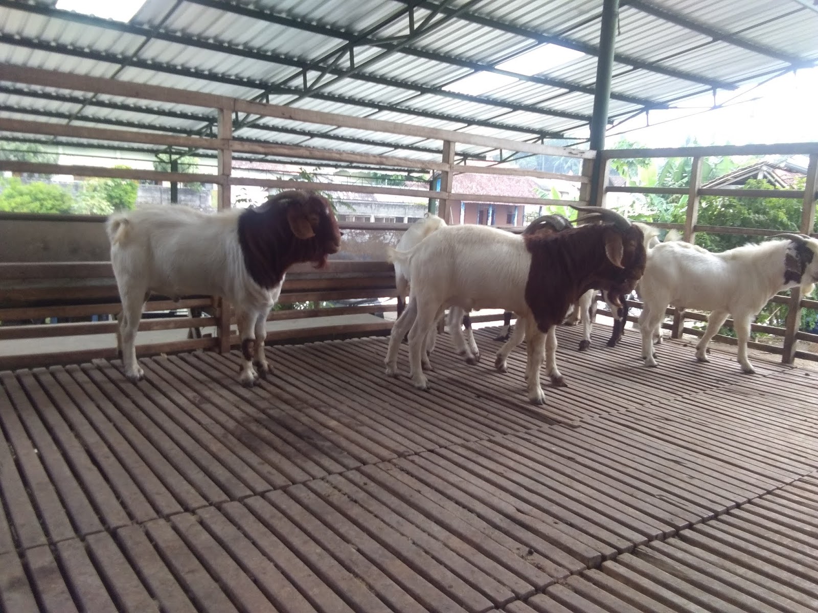 Jual Kambing Boer Fullblood Super Harga Terjangkau