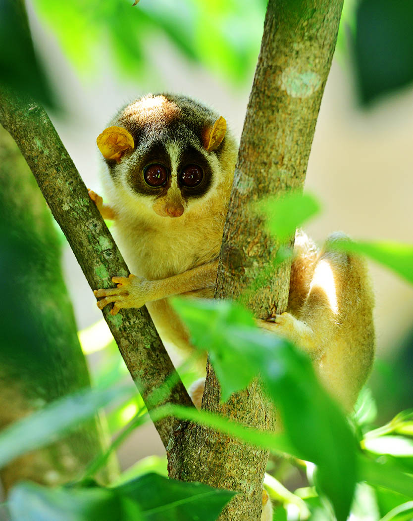 Loris with Nature Friends උණහපුළුවන් වෙනුවෙන් හඬනගන මිතුරෝ: Loris In ...