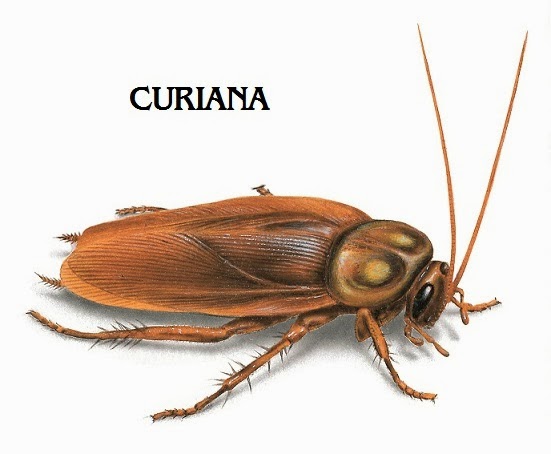 Diccionario de Algodonales: C