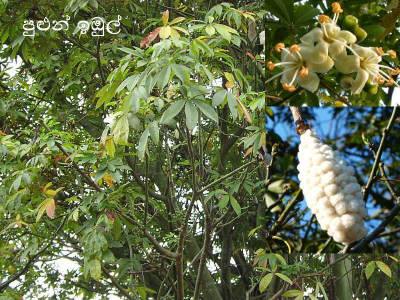 ඉඹුල් | අපේ ඔසුපැළ Medicinal Plants of Sri Lanka