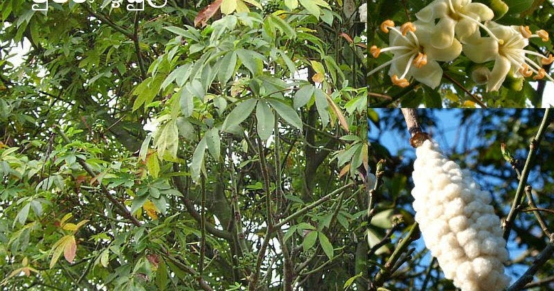ඉඹුල් ~ අපේ ඔසුපැළ Medicinal Plants of Sri Lanka