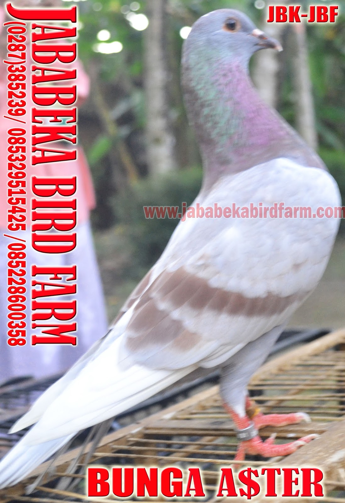 085228600358 / 085329515425 4 Karakter Kunci Merpati Kolong Juara Oleh ...