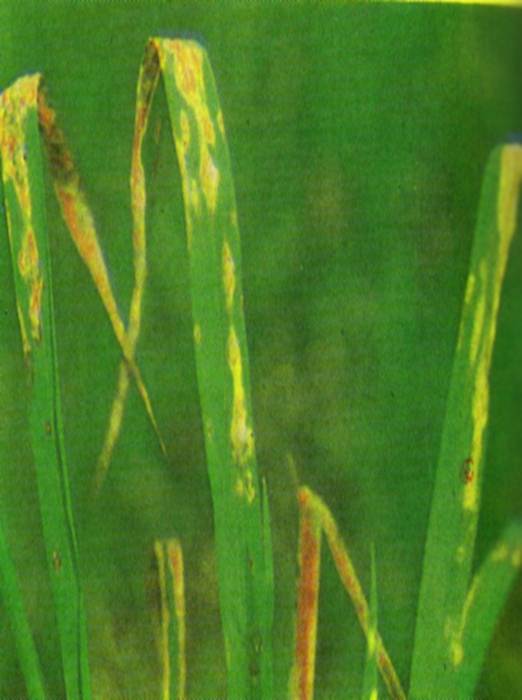 SAUNG SUMBERJAMBE: PENYAKIT BLAST (PYRICULARIA GRISEA)