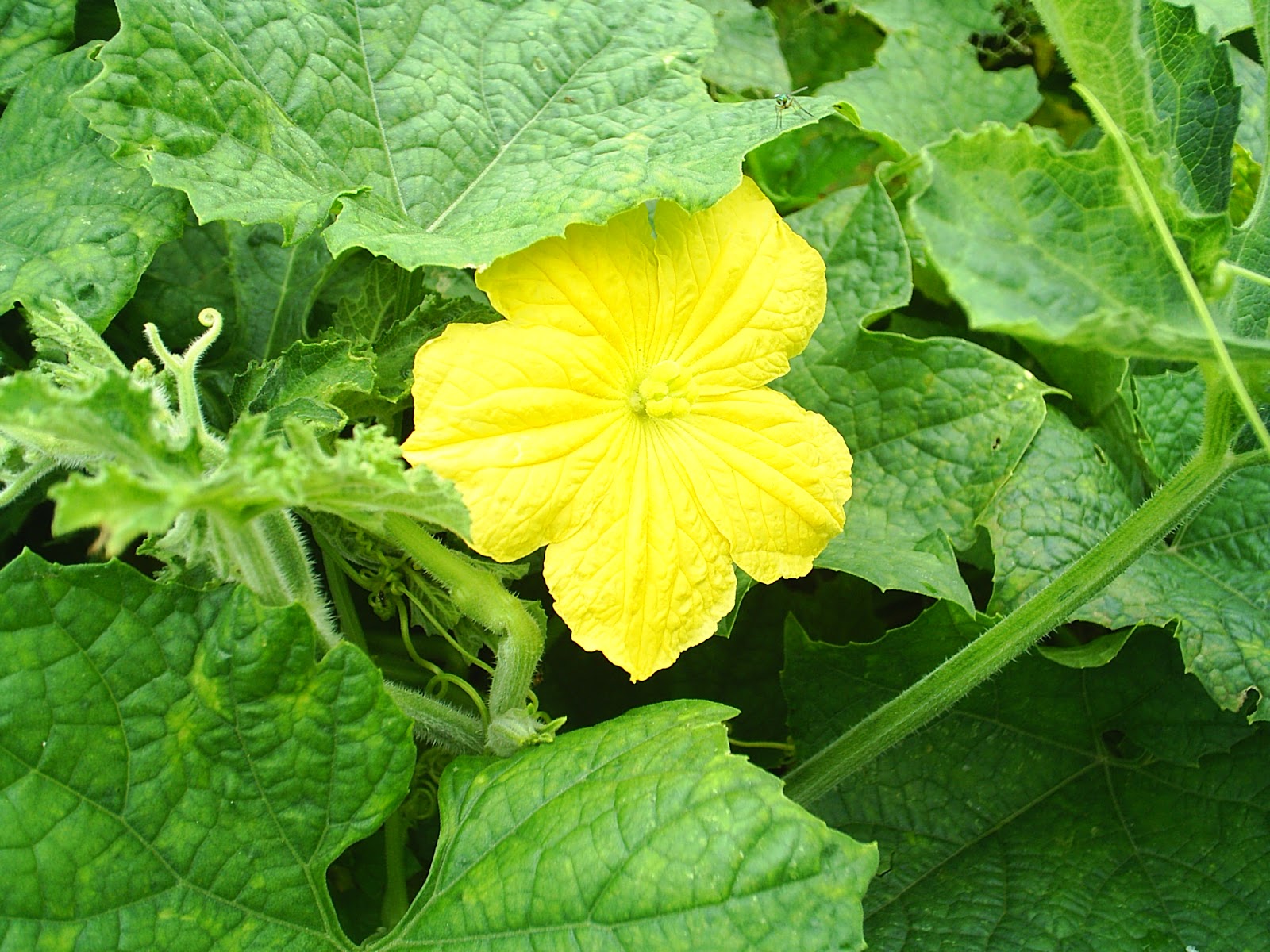Virtual Laboratory of Plant Taxonomy: Cucurbita moschata (Cucurbitaceae)