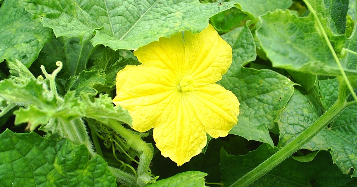 Virtual Laboratory of Plant Taxonomy: Cucurbita moschata (Cucurbitaceae)