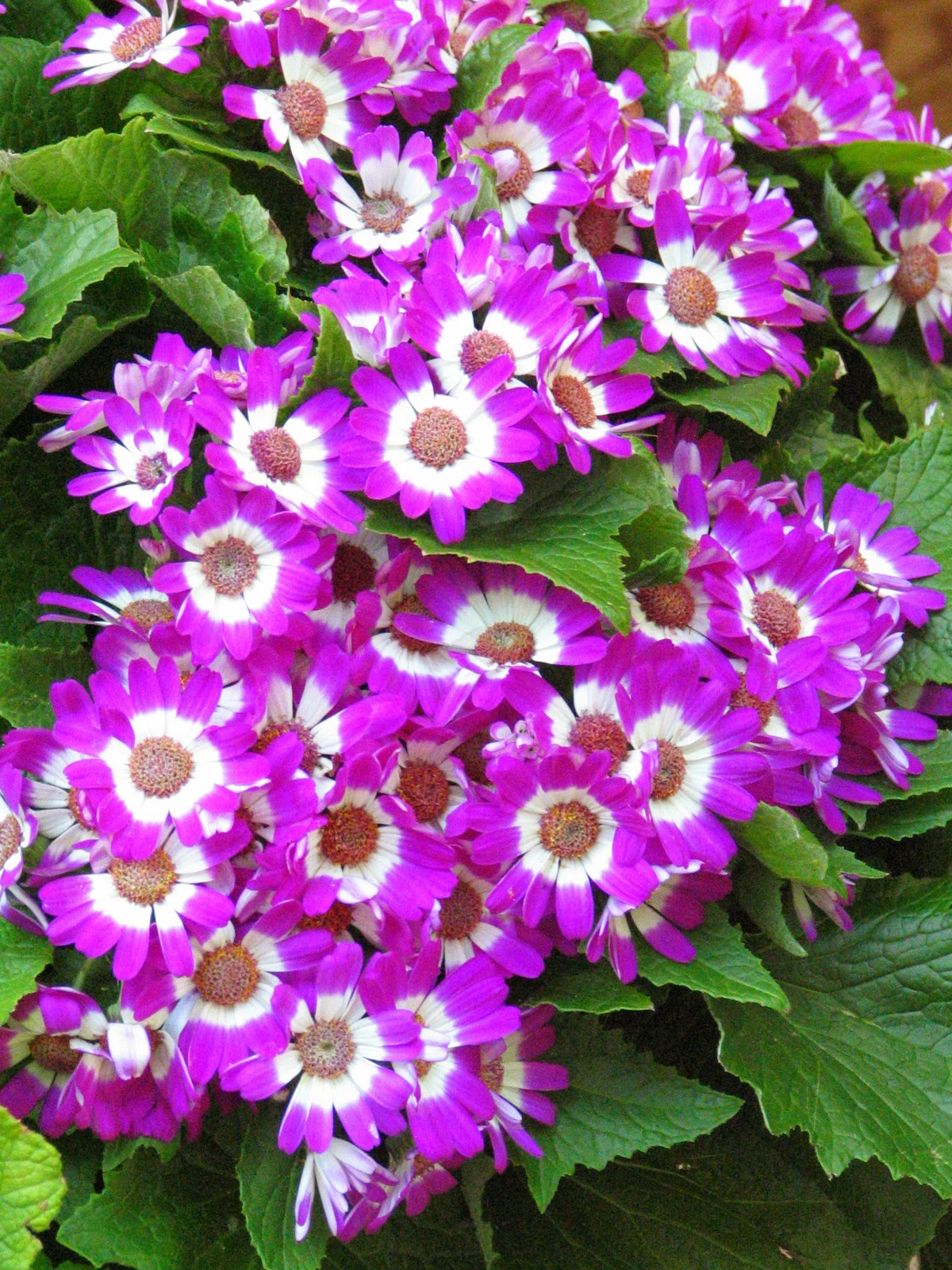 Cinerária Flowers