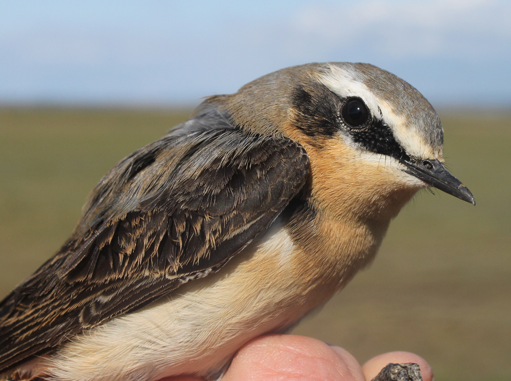Another Bird Blog: Greenland Wheatear