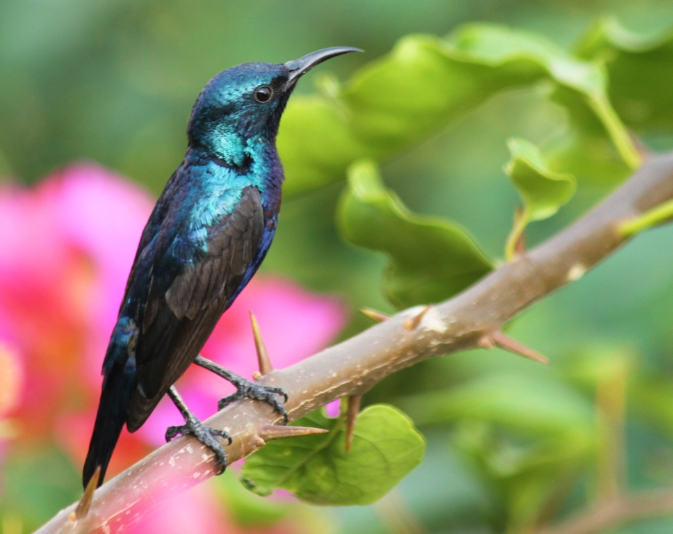 Purple Sunbird