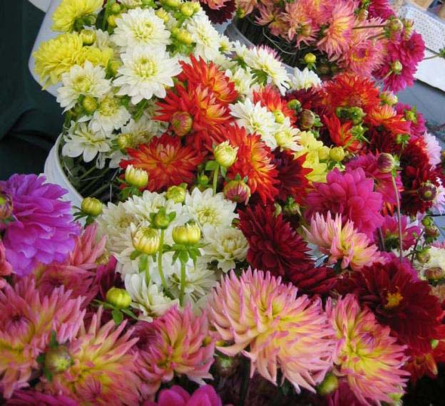 Artelexia: Mexico's National Flower: Dahlias