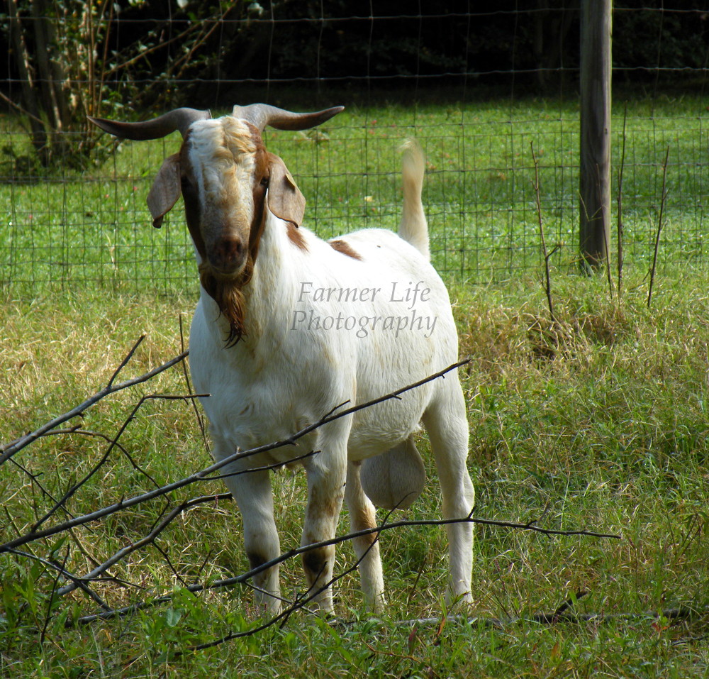 Living A Farmer's Life: Goat Graduation