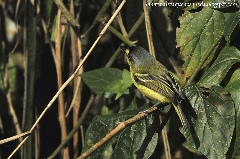 La Naturaleza que nos queda: TEQUE TEQUE (Todirostrum poliocephalum)