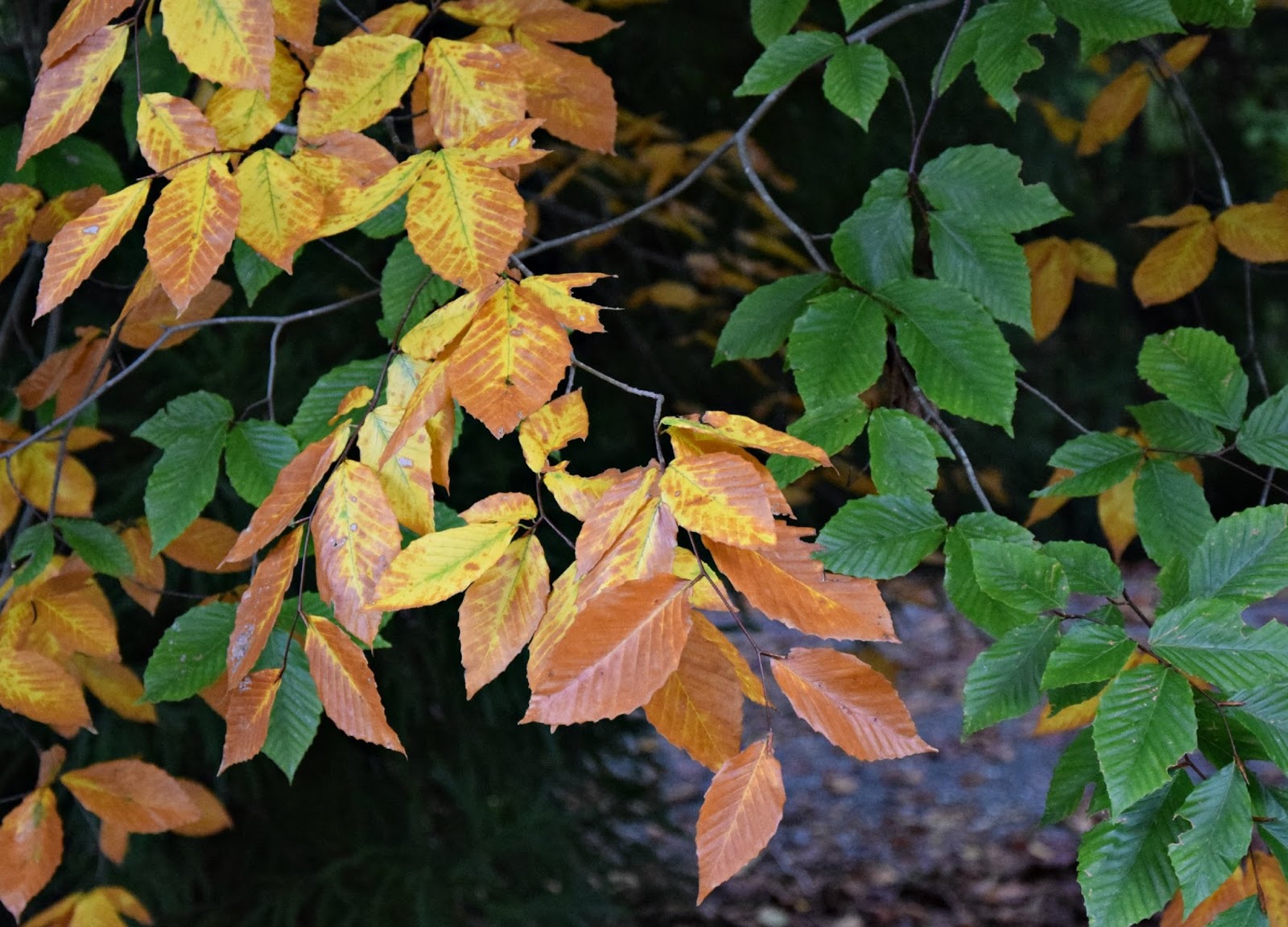 Using Georgia Native Plants: Great Georgia Trees: American beech
