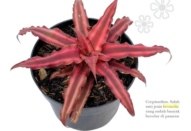 Mengenal Bromelia, Sang Bintang Tanaman Hias Taman Minimalis - TUKANG ...