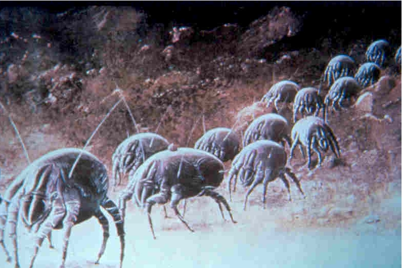 LUCHA CONTRA LOS ÁCAROS